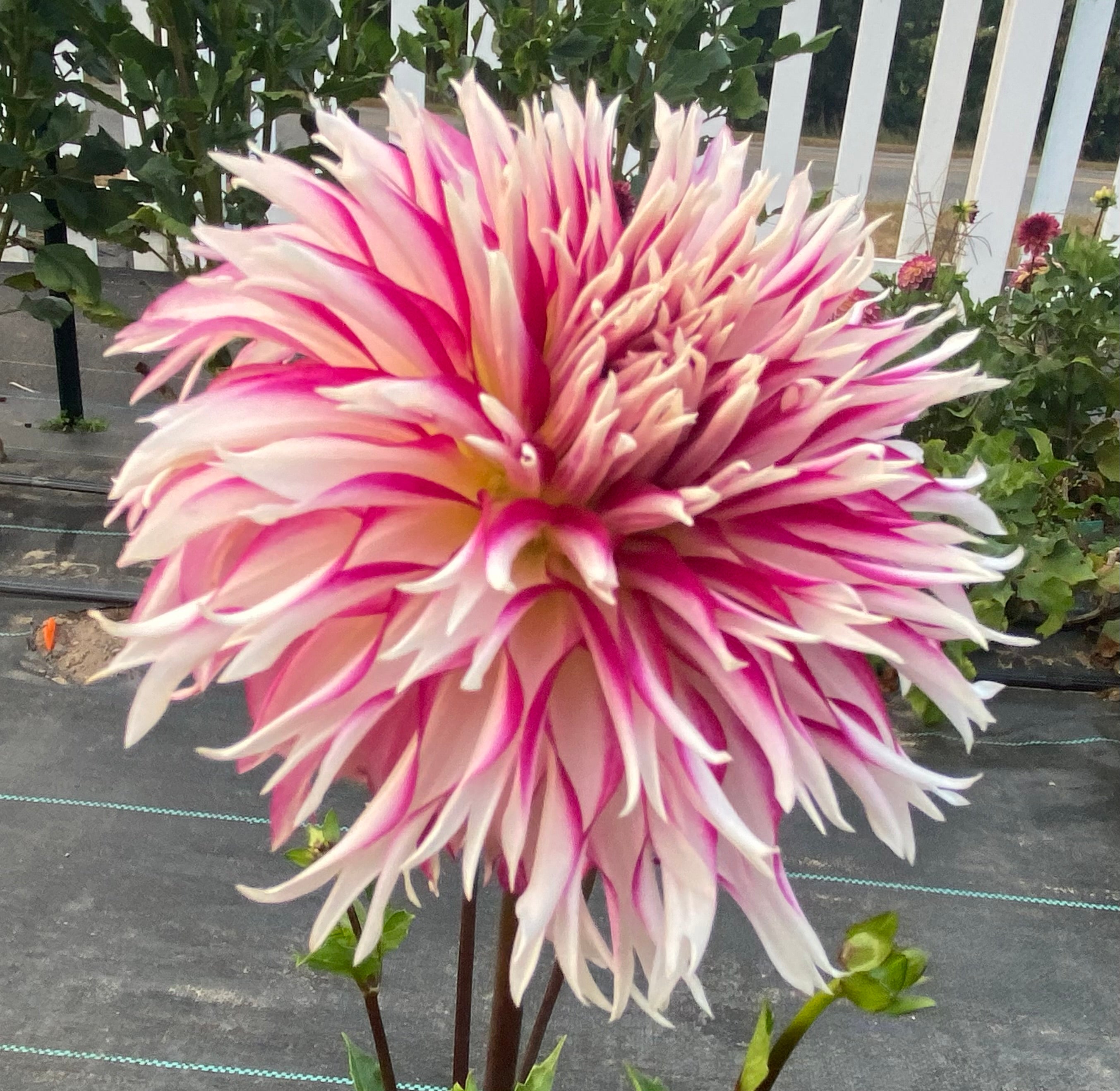 Tahoma Tempest - Tuber – Dragonfly Dahlias