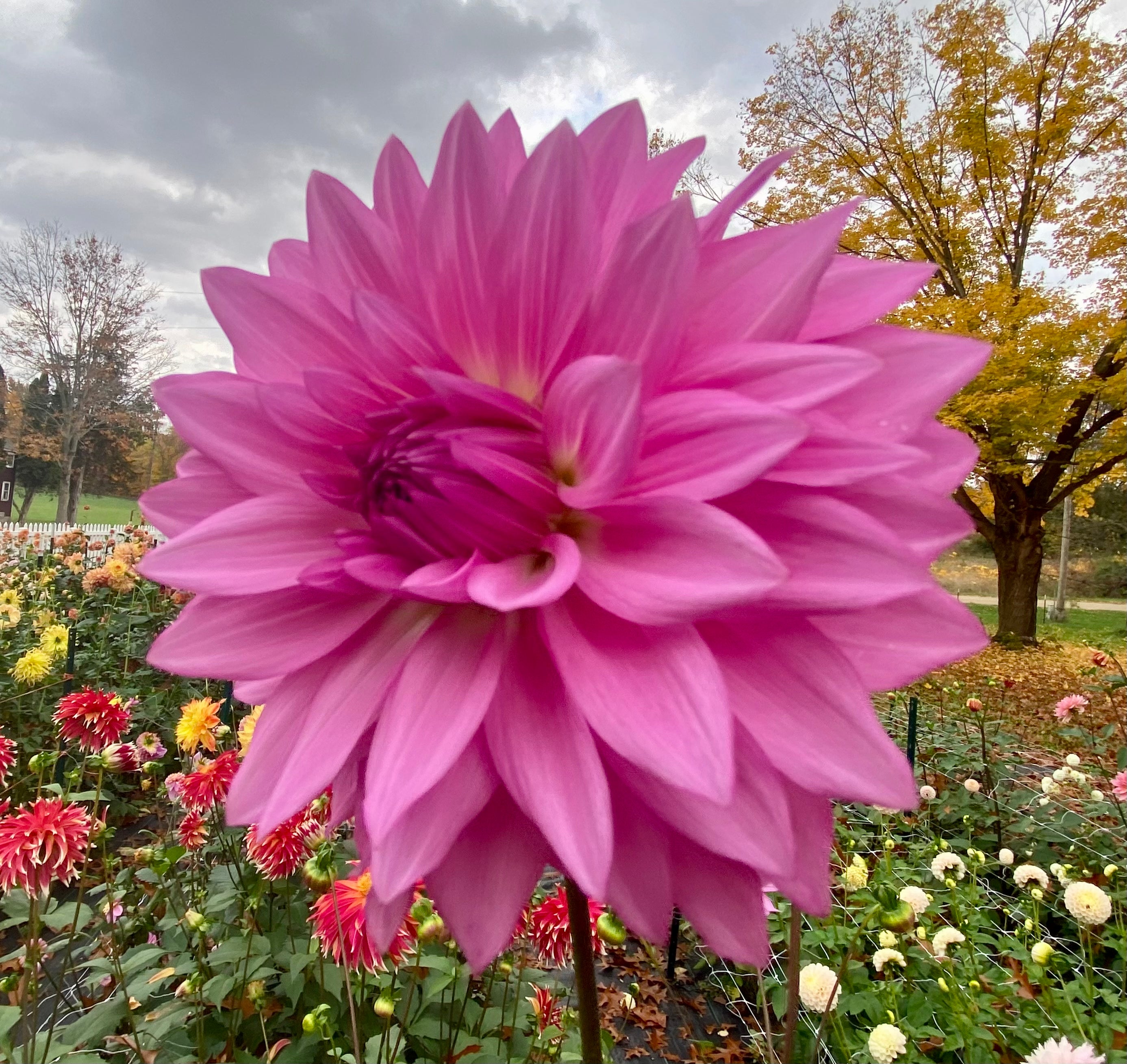 Products – Dragonfly Dahlias