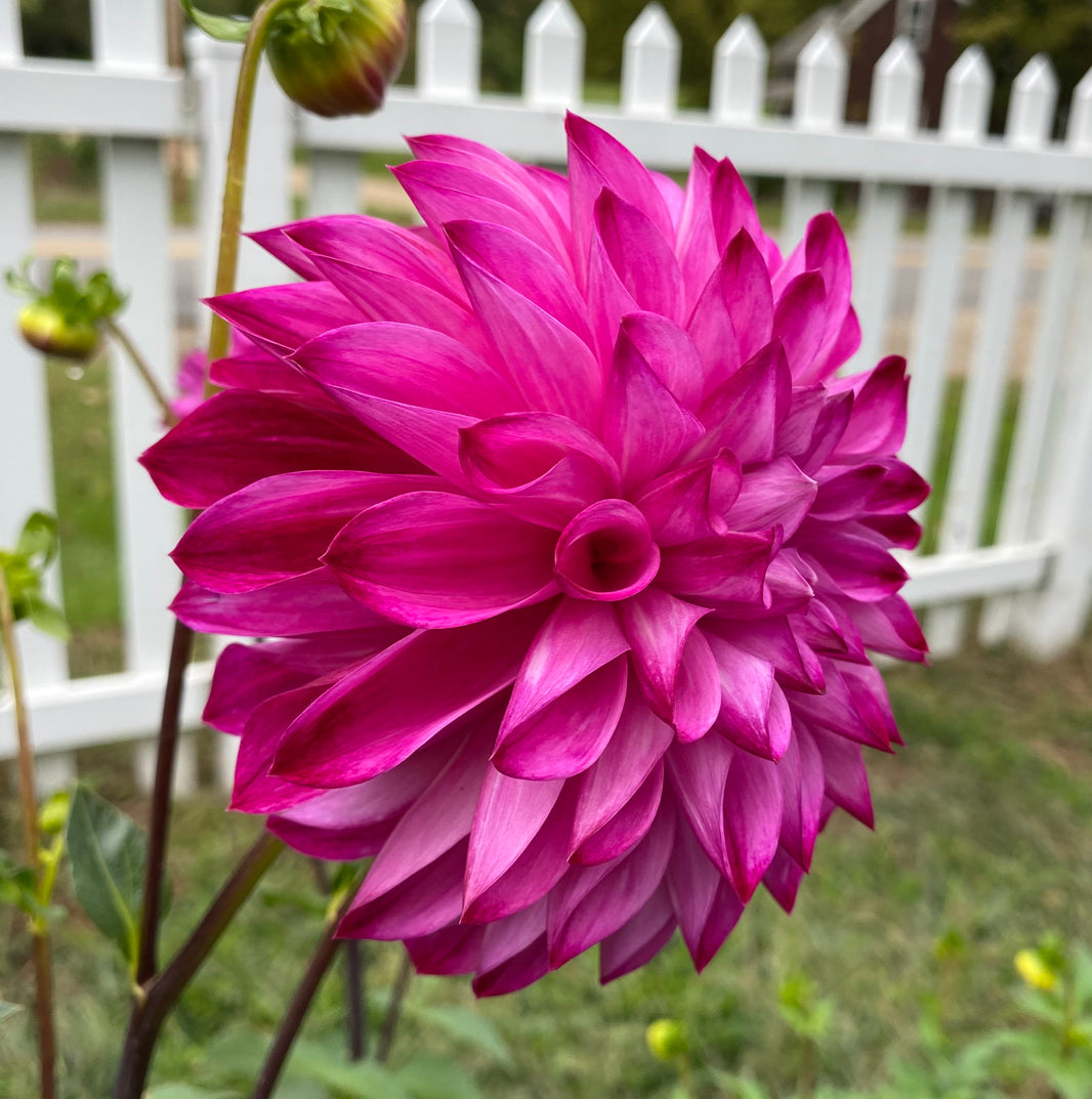 Dahlia Tubers – Dragonfly Dahlias
