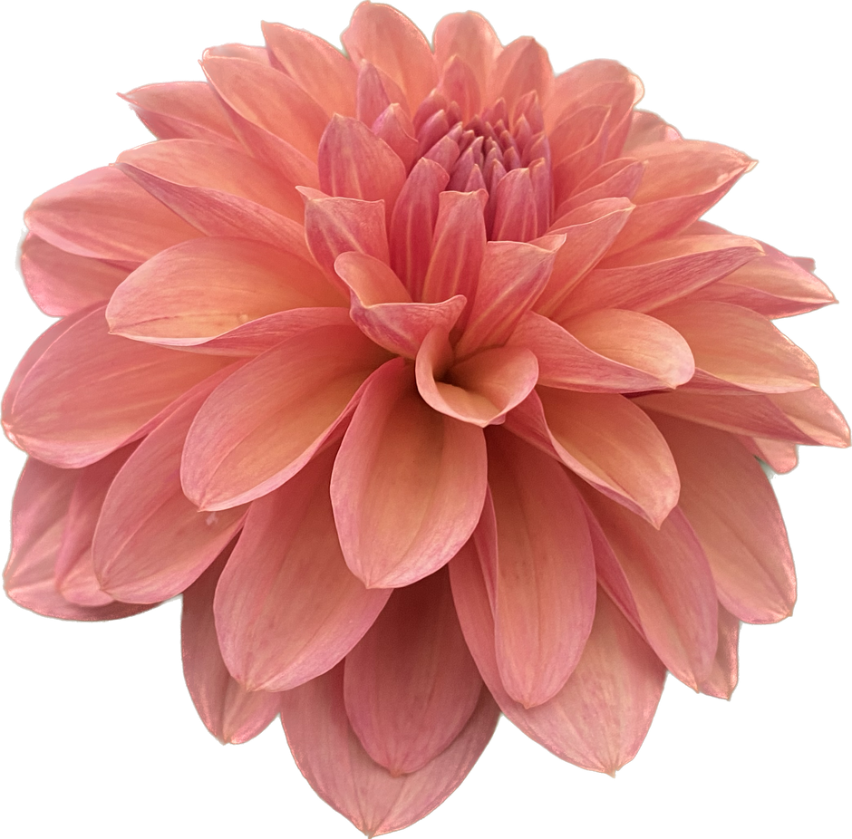Dahlia Tubers – Page 2 – Dragonfly Dahlias