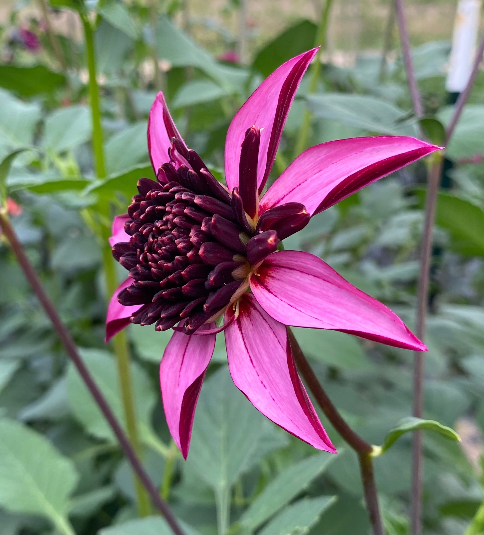 Dahlia Tubers – Page 2 – Dragonfly Dahlias