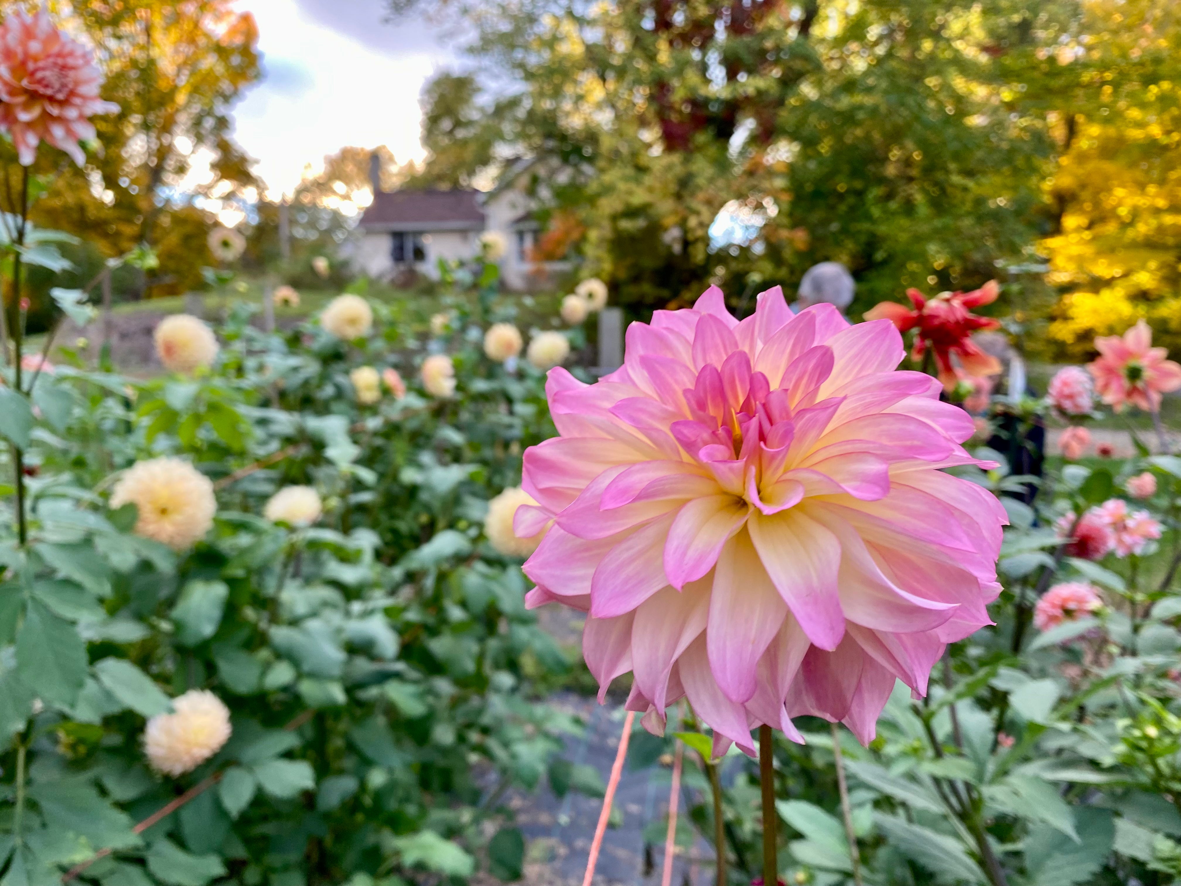 Products – Dragonfly Dahlias