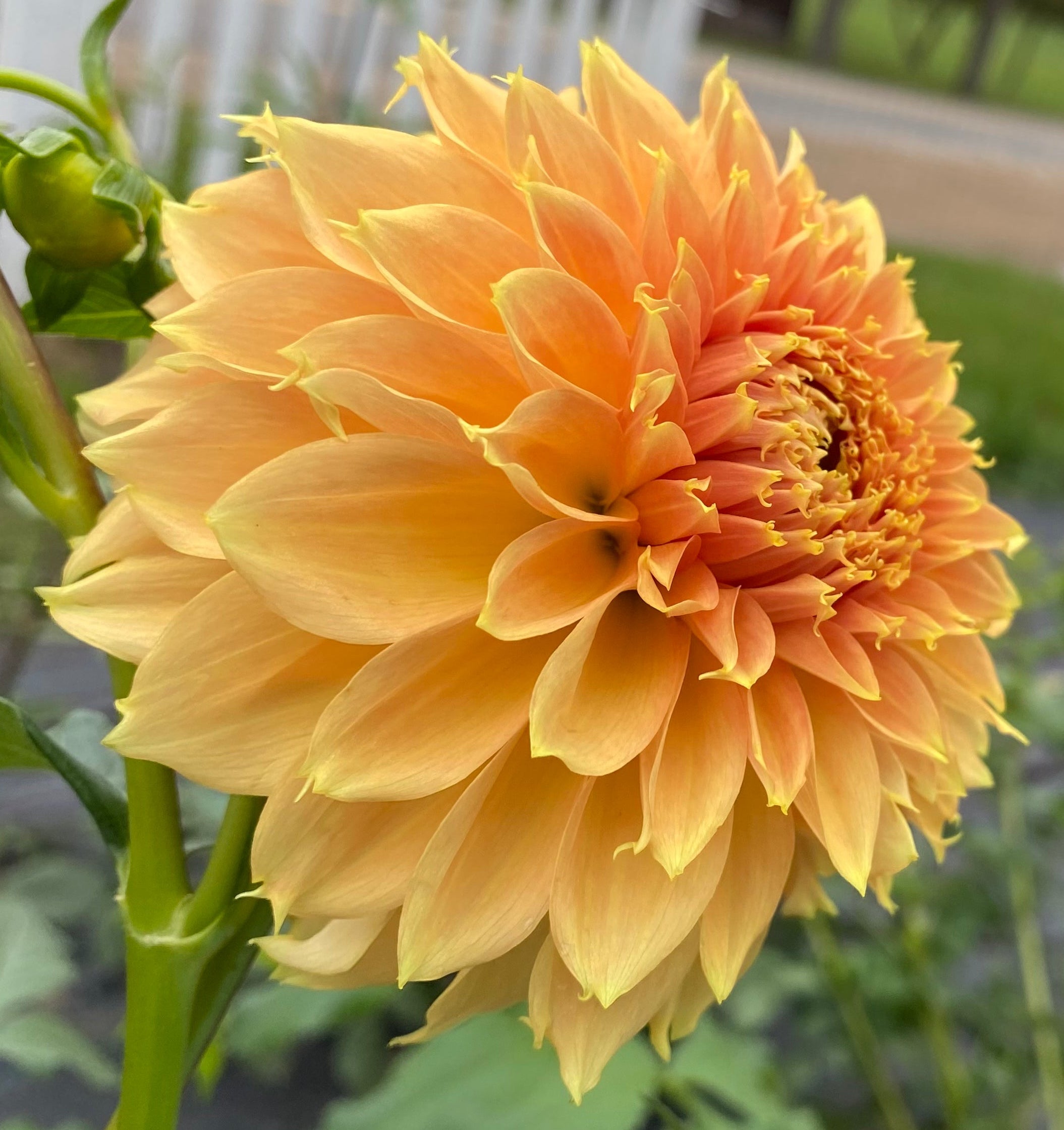 Dahlia Tubers – Page 2 – Dragonfly Dahlias