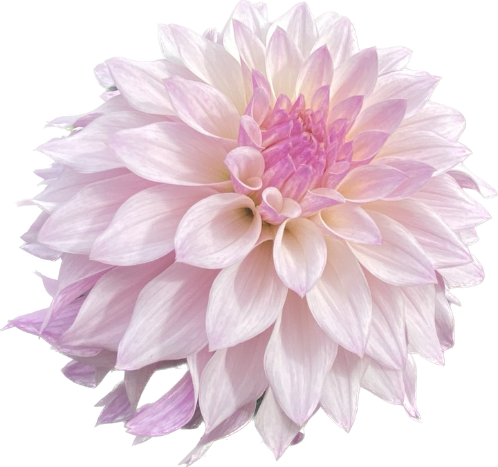 Products – Dragonfly Dahlias