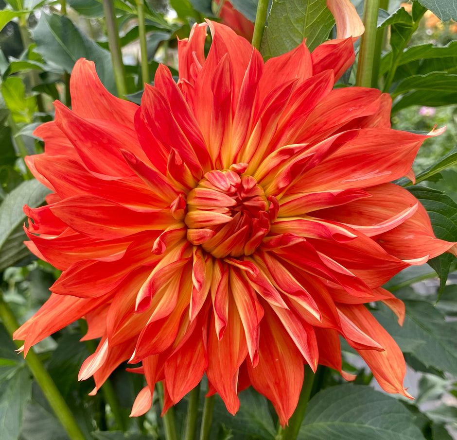 Products – Page 2 – Dragonfly Dahlias