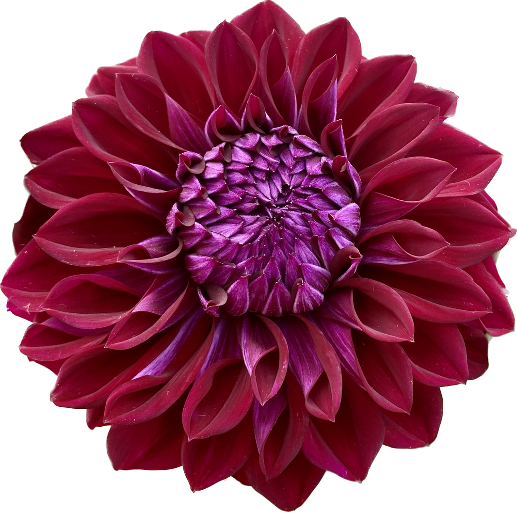 Dahlia Tubers – Page 2 – Dragonfly Dahlias