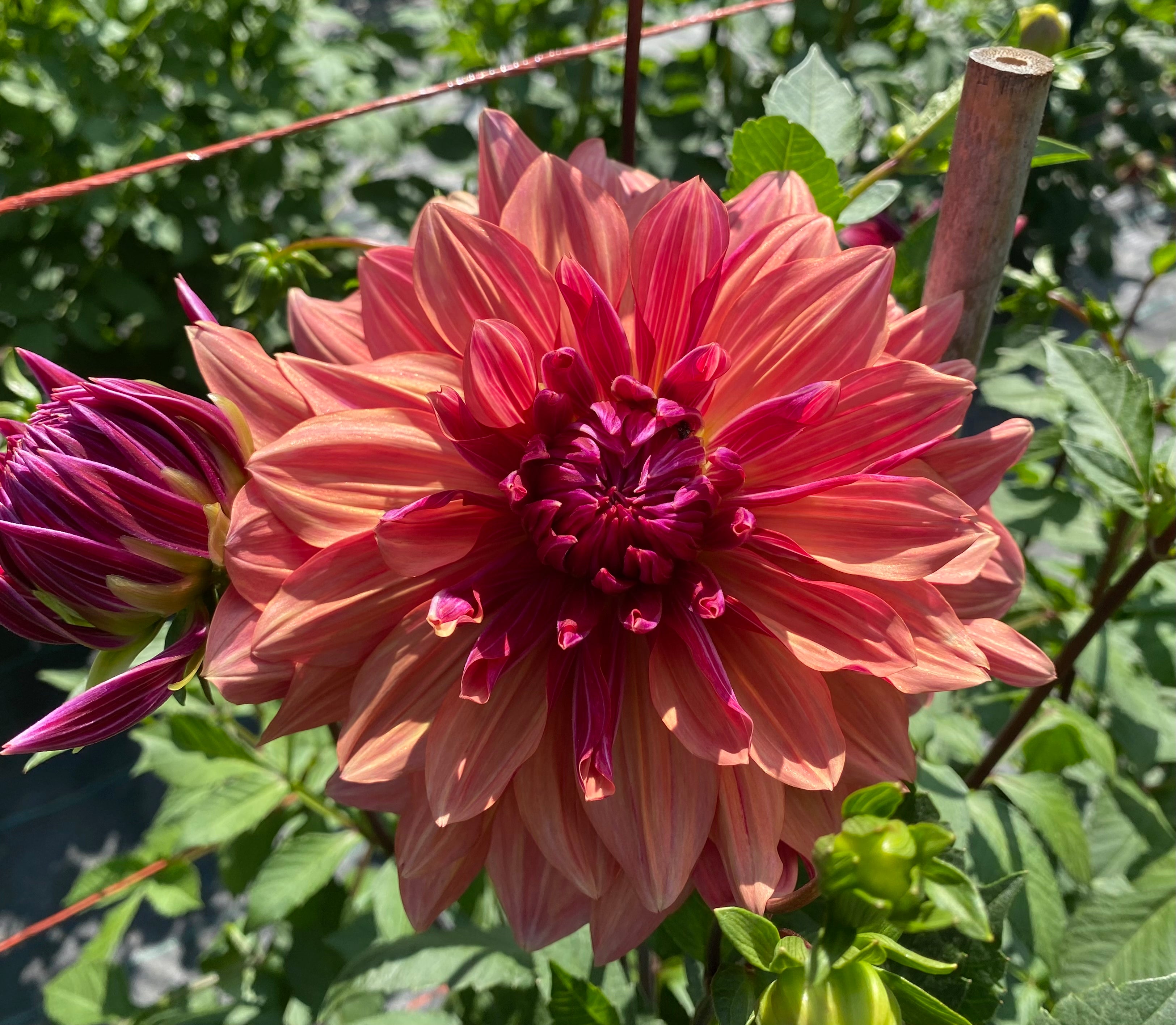 Products – Dragonfly Dahlias