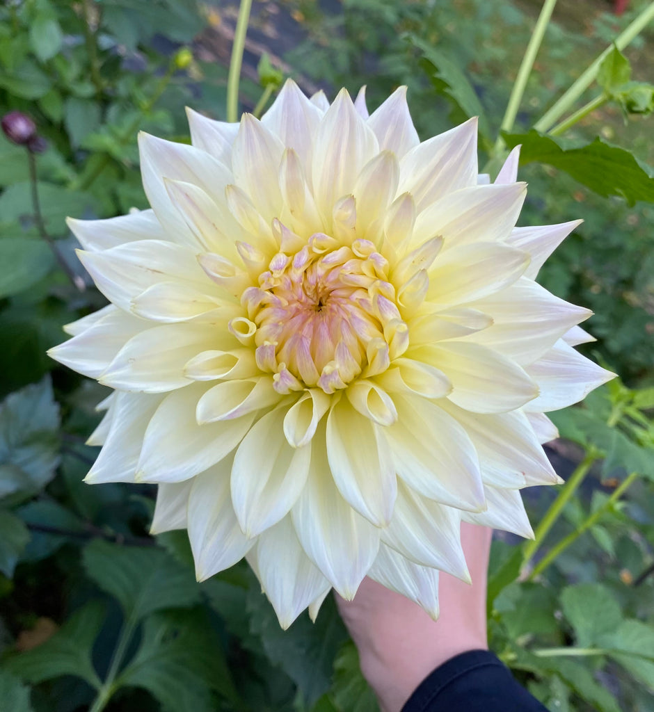 Dahlia Tubers – Page 2 – Dragonfly Dahlias