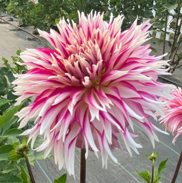 Tahoma Tempest - Tuber – Dragonfly Dahlias