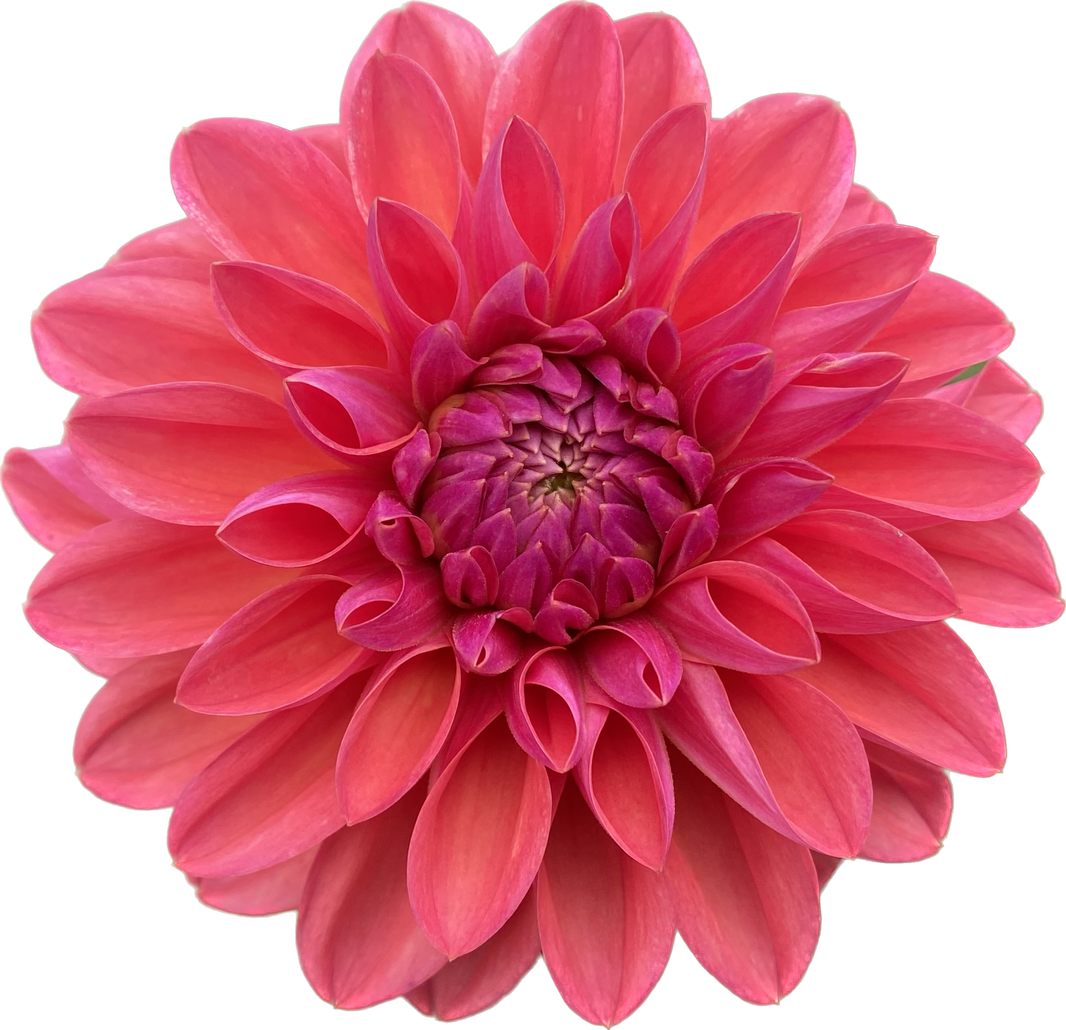 Products – Dragonfly Dahlias