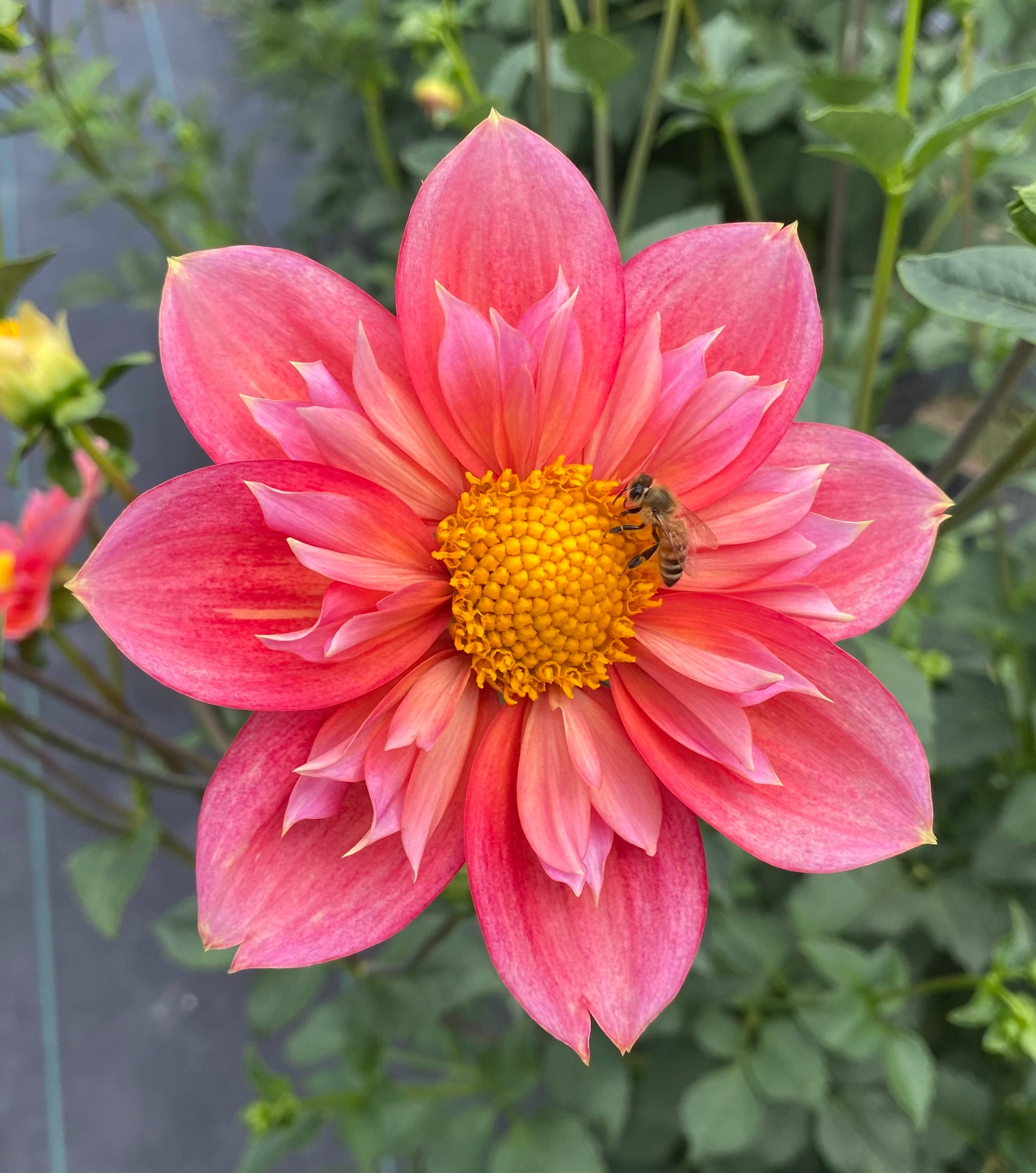 Products – Page 2 – Dragonfly Dahlias