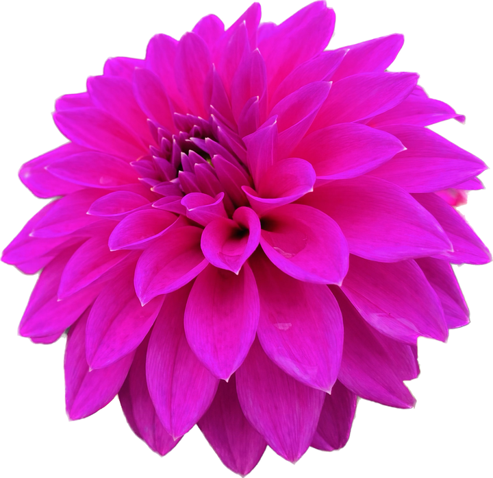 Dahlia Tubers – Dragonfly Dahlias