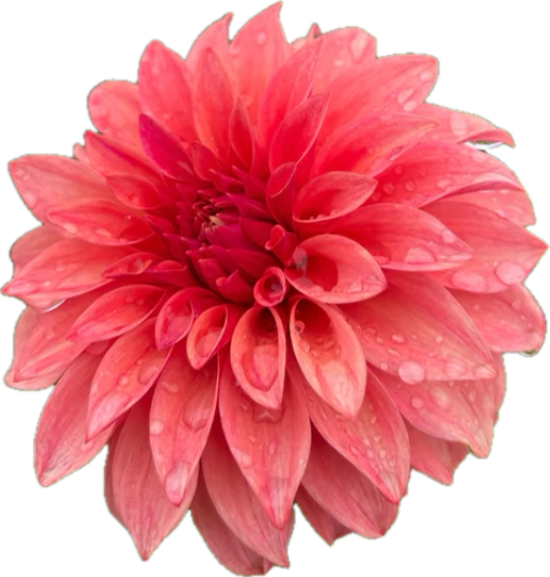 Dahlia Tubers – Page 2 – Dragonfly Dahlias