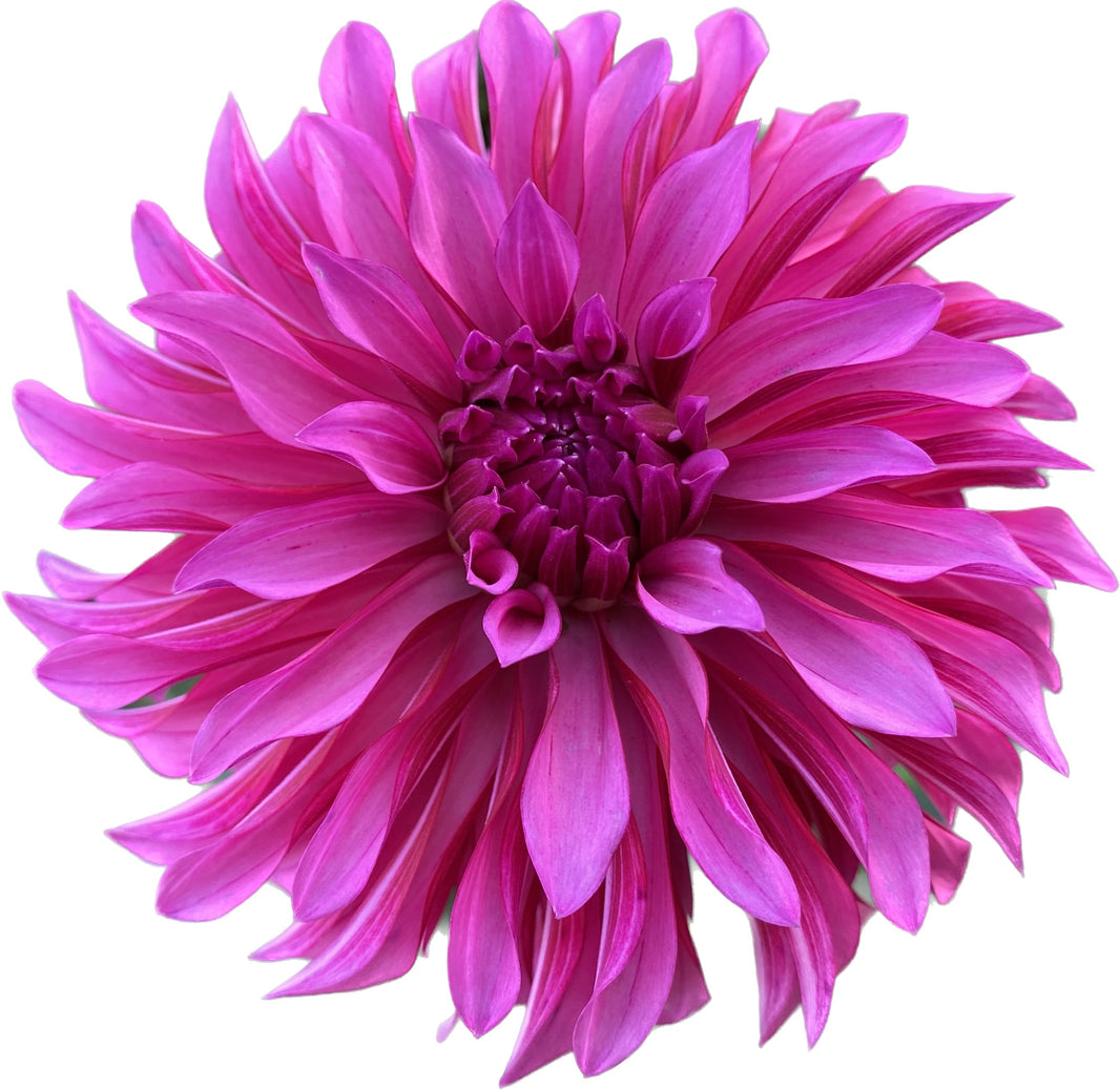 Dahlia Tubers – Page 2 – Dragonfly Dahlias