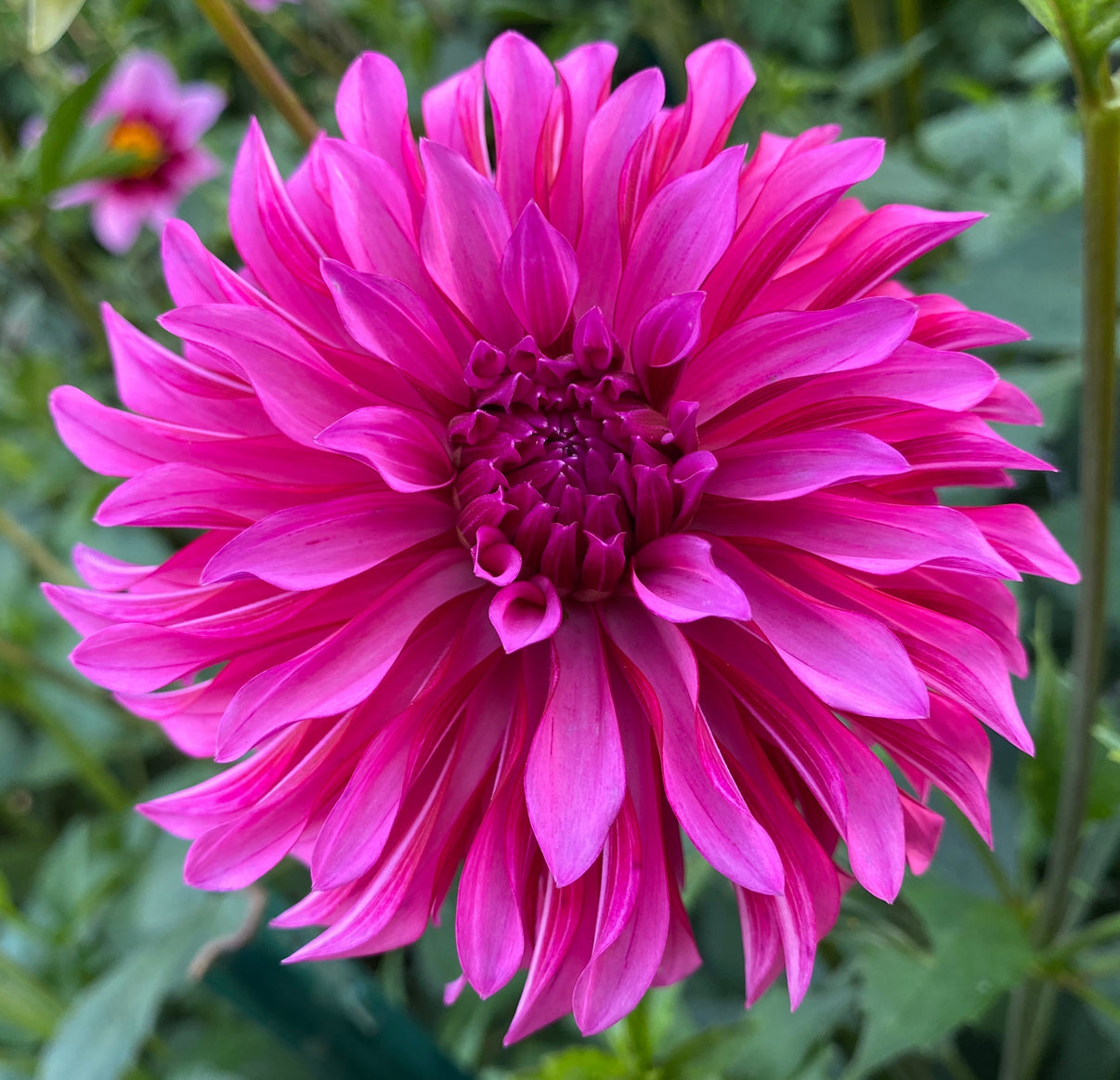 Bloomquist Pinwheel - Tuber – Dragonfly Dahlias