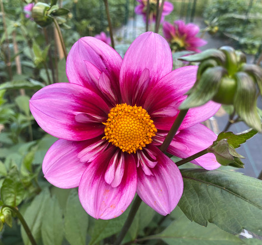 Products – Page 2 – Dragonfly Dahlias