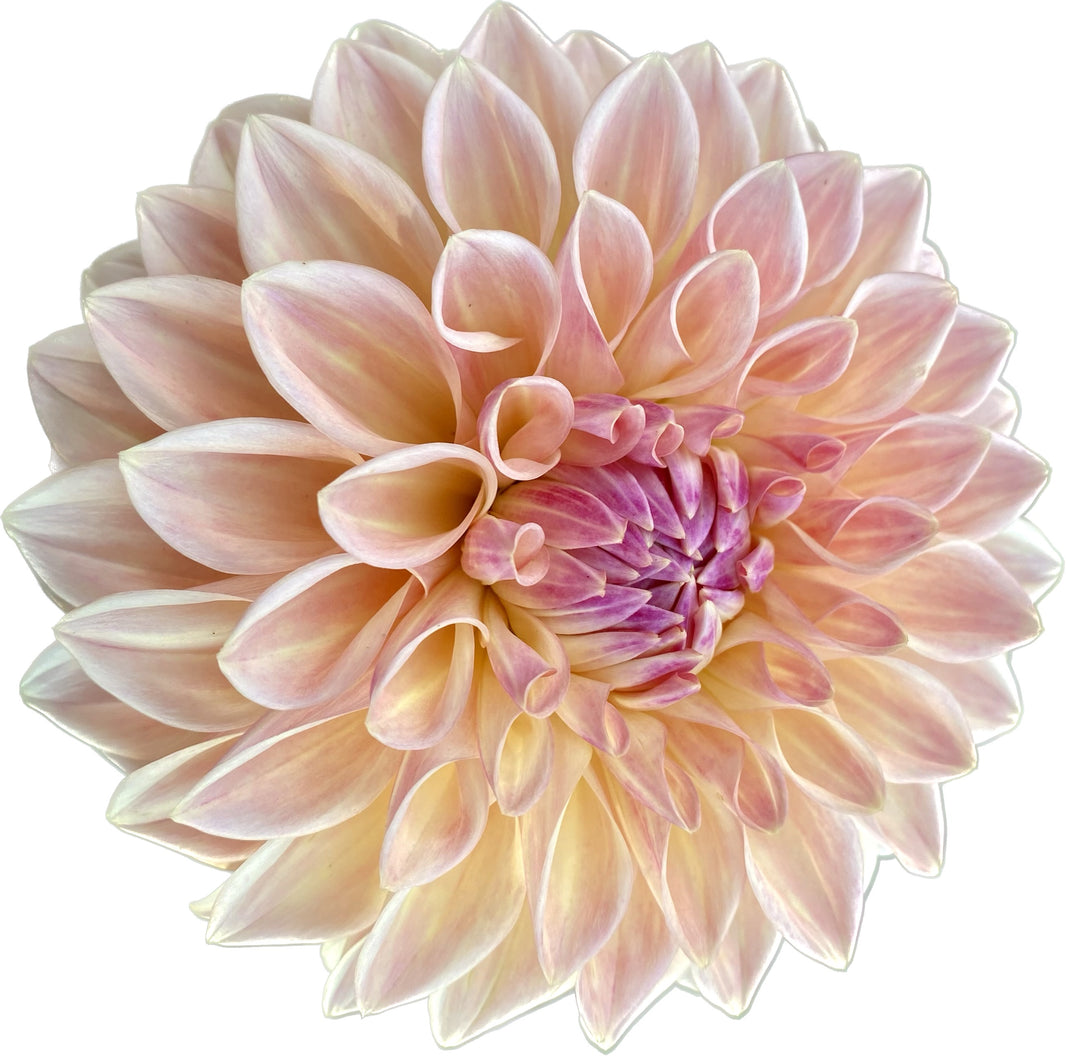 Dahlia Tubers – Dragonfly Dahlias