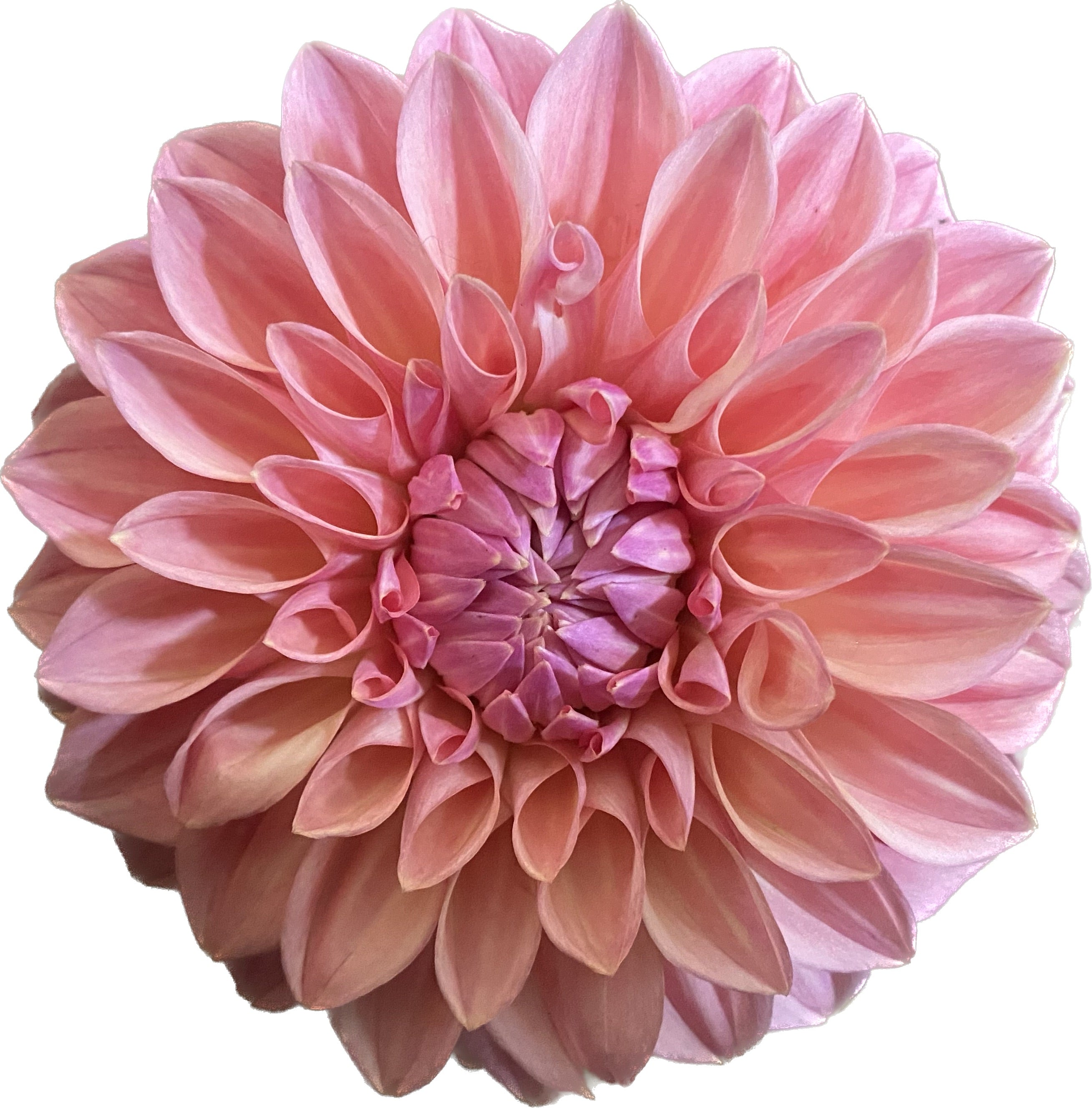 Bloomquist Alan - Tuber – Dragonfly Dahlias